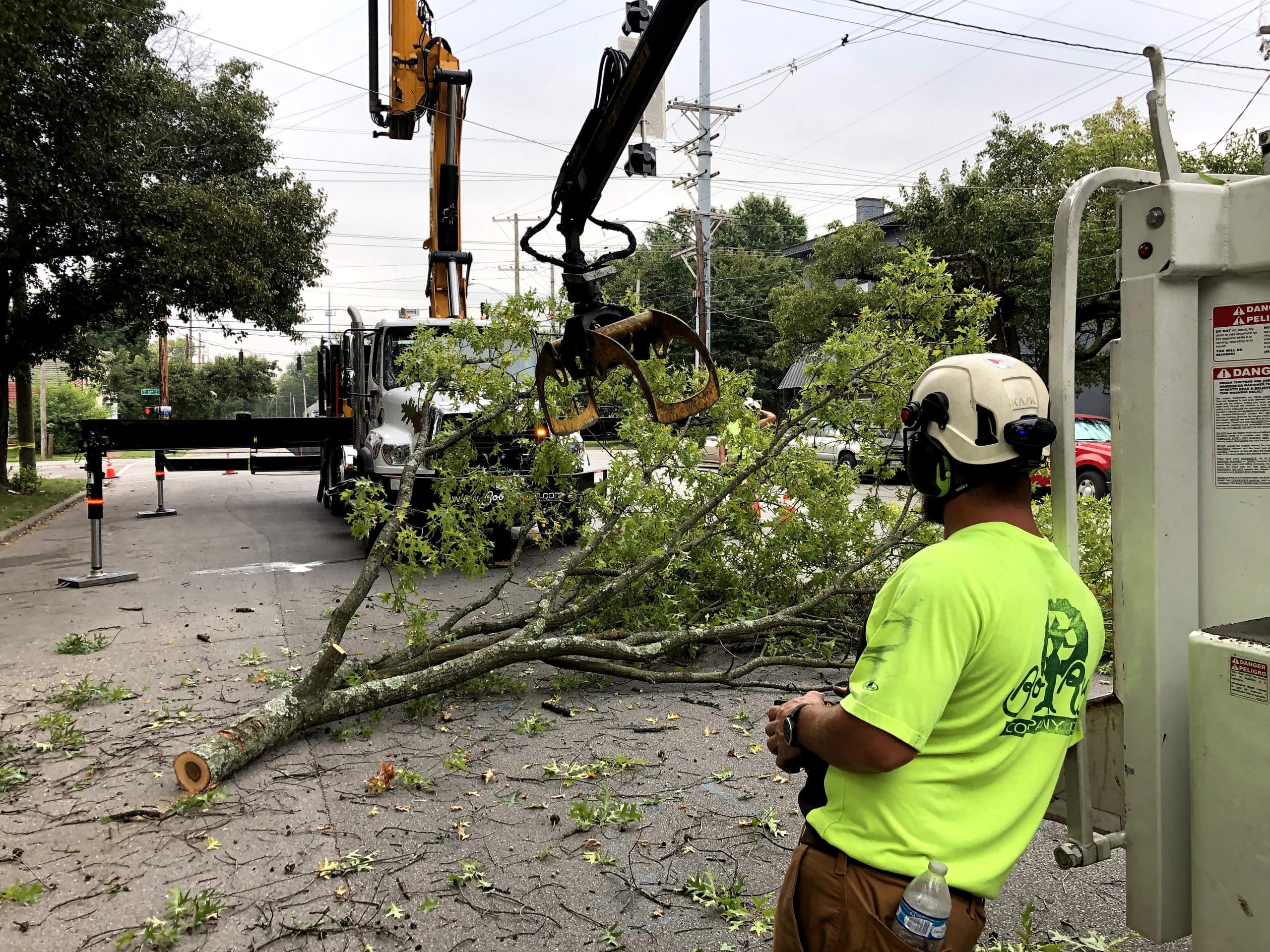 Understanding the Tree Removal Process: An ISA Certified Arborist's ...