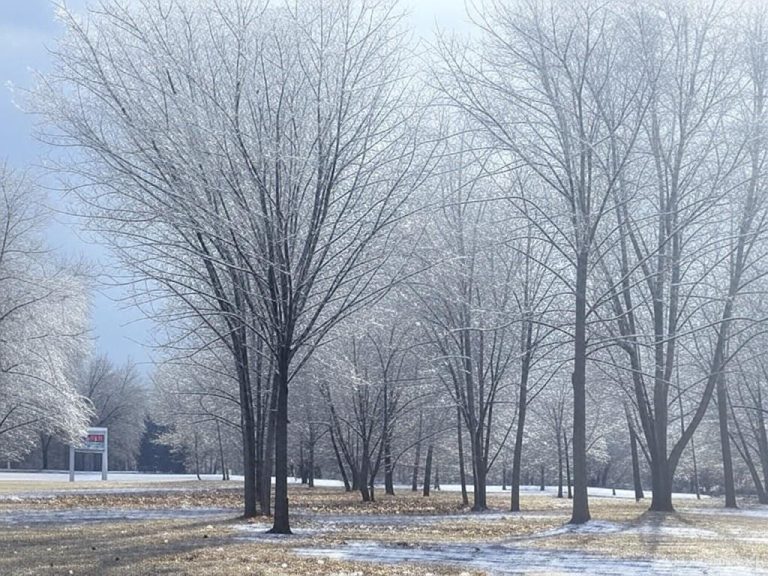 Preparing Your Trees for Ice Storms: A Comprehensive Guide with Bob Ray ...