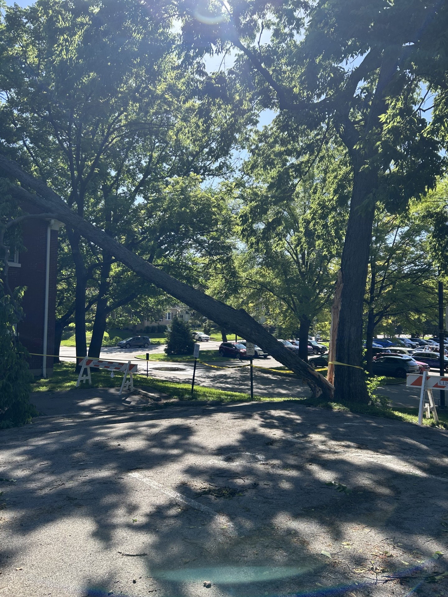 Why Tree Limbs Fail: Insights from Bob Ray Co., Inc. - Bob Ray Co. Inc.